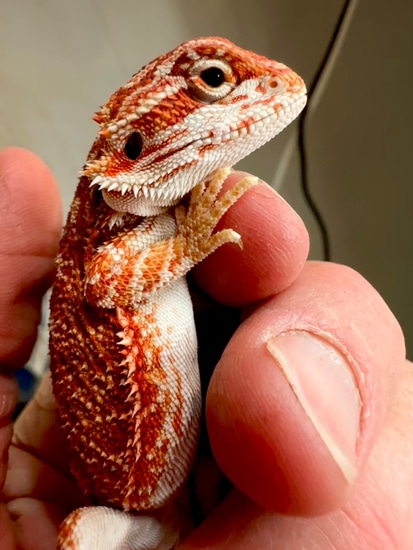 Cute Red Hypo 66% Het Trans Central Bearded Dragon by Moab Dragons & Exotics