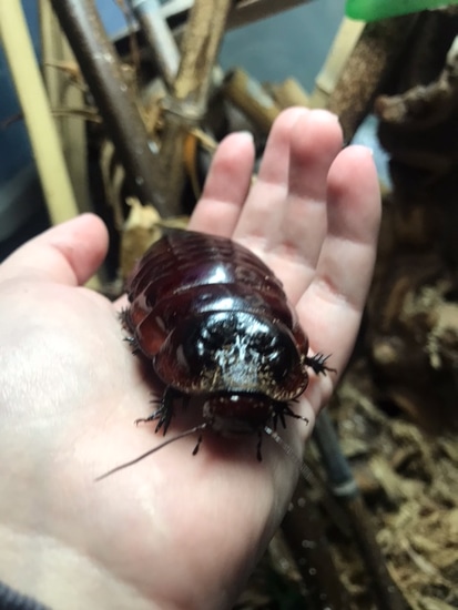 Giant Australian Burrowing Cockroach by Mo Fauna