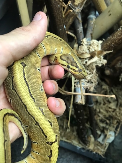 Spinner Ball Ball Python by Mo Fauna
