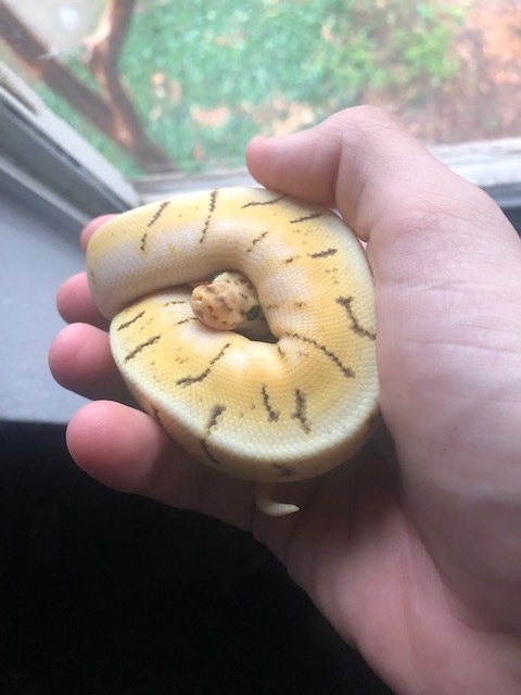 Spinner Blast Ball Python by Mo Fauna - MorphMarket