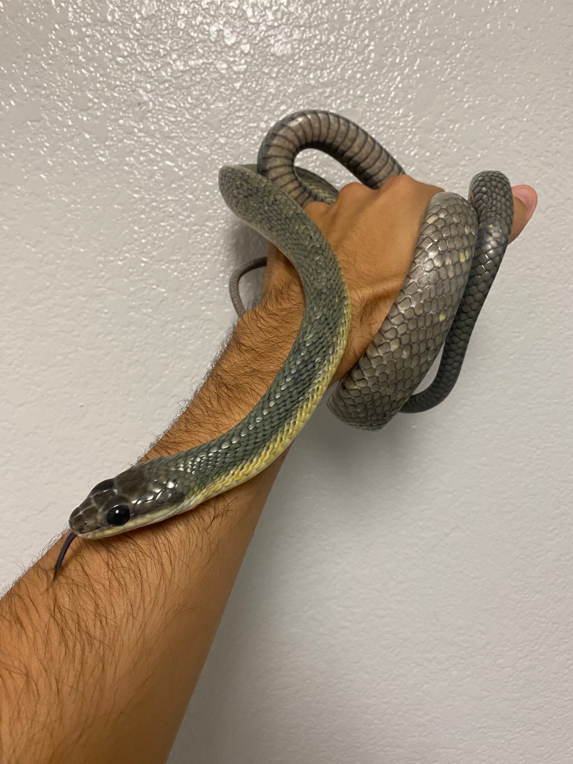 Neotropical Bird Snake Phrynonax Poecilonotus More Colubrid by Mo Fauna ...