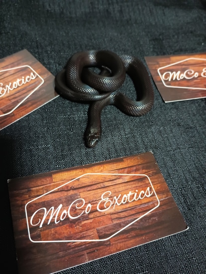 Mexican Black Kingsnake by MoCo Exotics llc.