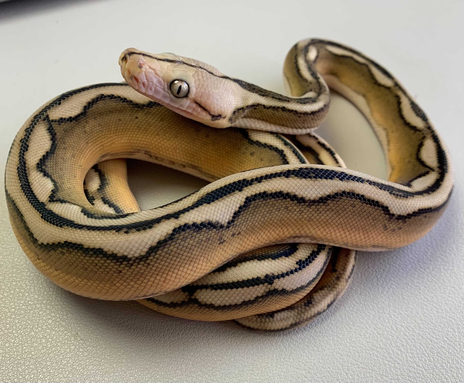 Motley Sunfire Tiger Poss Super Sun Het Blonde/Amel Reticulated Python ...