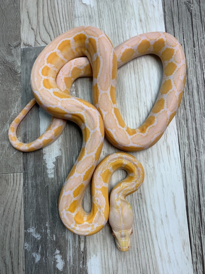 Amel Motley Reticulated Python by Mother of Dragons Exotics
