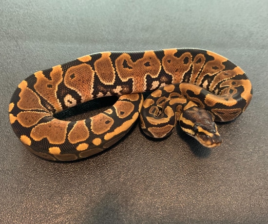 Normal Het Ghost Ball Python by Mother of Dragons Exotics