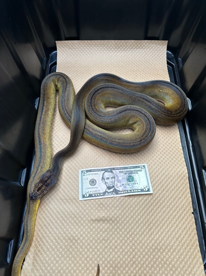 GC Sunfire Tiger Ph Snow Reticulated Python by Mother of Dragons Exotics