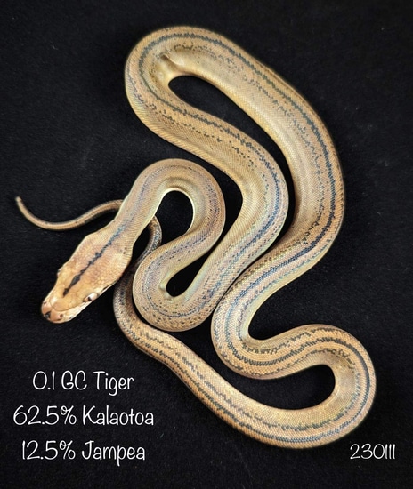 SD GC Tiger Reticulated Python by Mother of Dragons Exotics