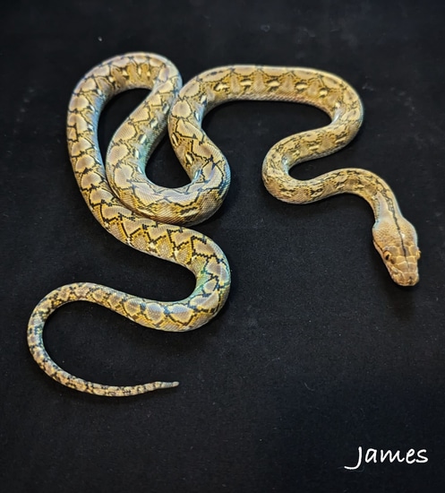 Pure SD Pair 50% Reach Dreams Kalaotoa/ 50% TK Line Reticulated Python ...