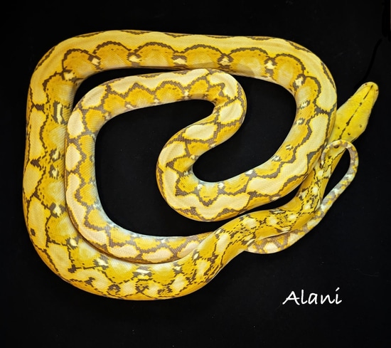 Dwarf Orange Glow Het Anery “Alani” Reticulated Python by Mother of ...