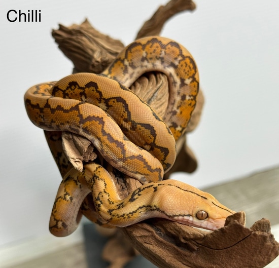 D/SD Orange Glow Het Anery Reticulated Python by Mother of Dragons Exotics
