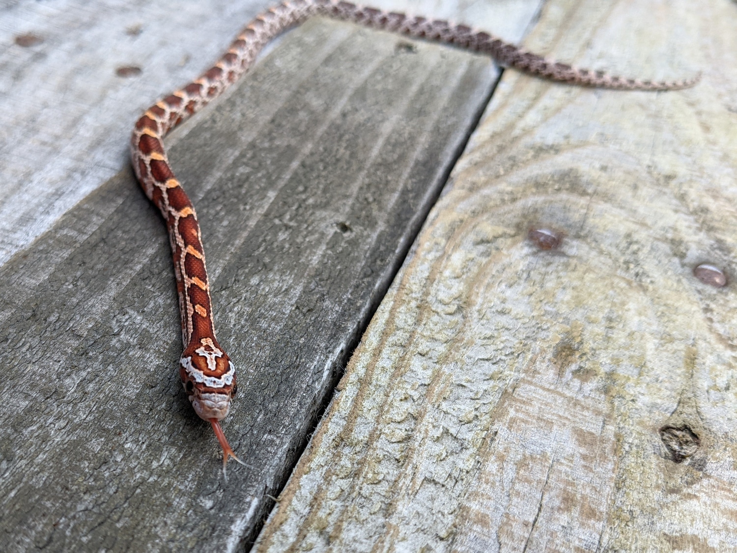 Classic Corn Snake by Crystal Colubrids - MorphMarket
