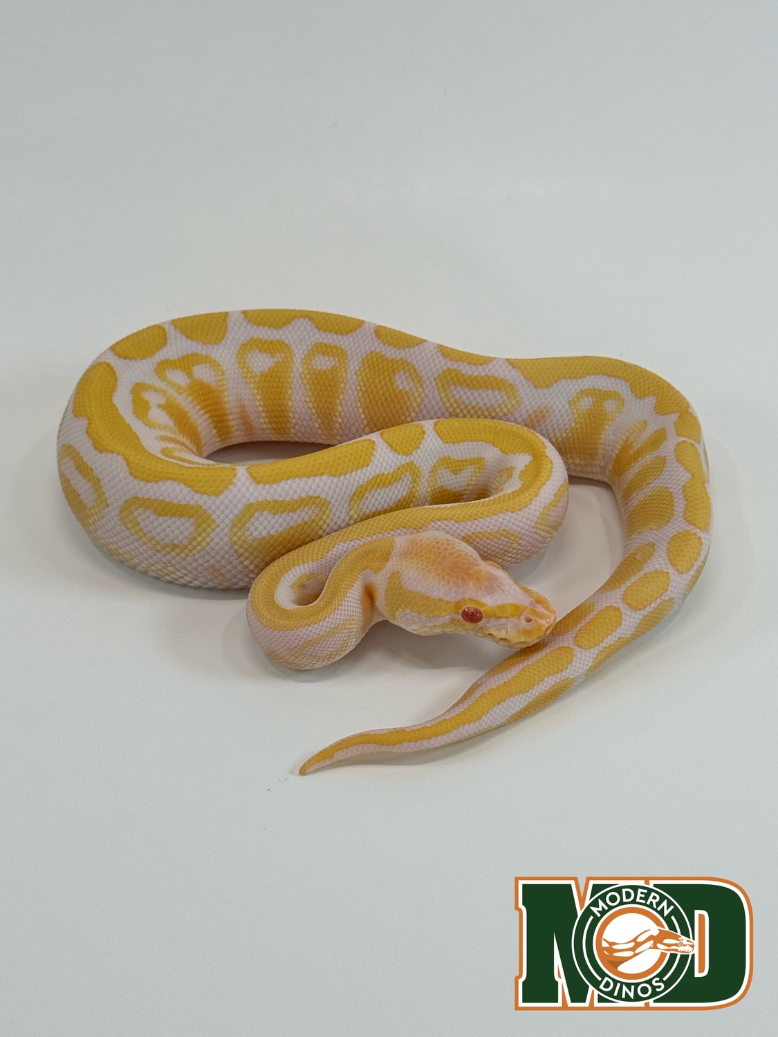 Albino Possible Asphalt Possible Yellowbelly Ball Python by Modern ...