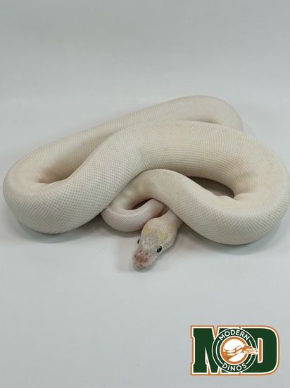 Pastel Bamboo Mojave Ball Python by Modern Dinos