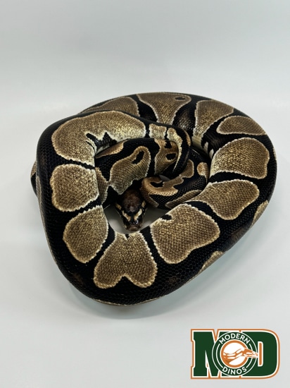 Scaleless Head Ball Python by Modern Dinos