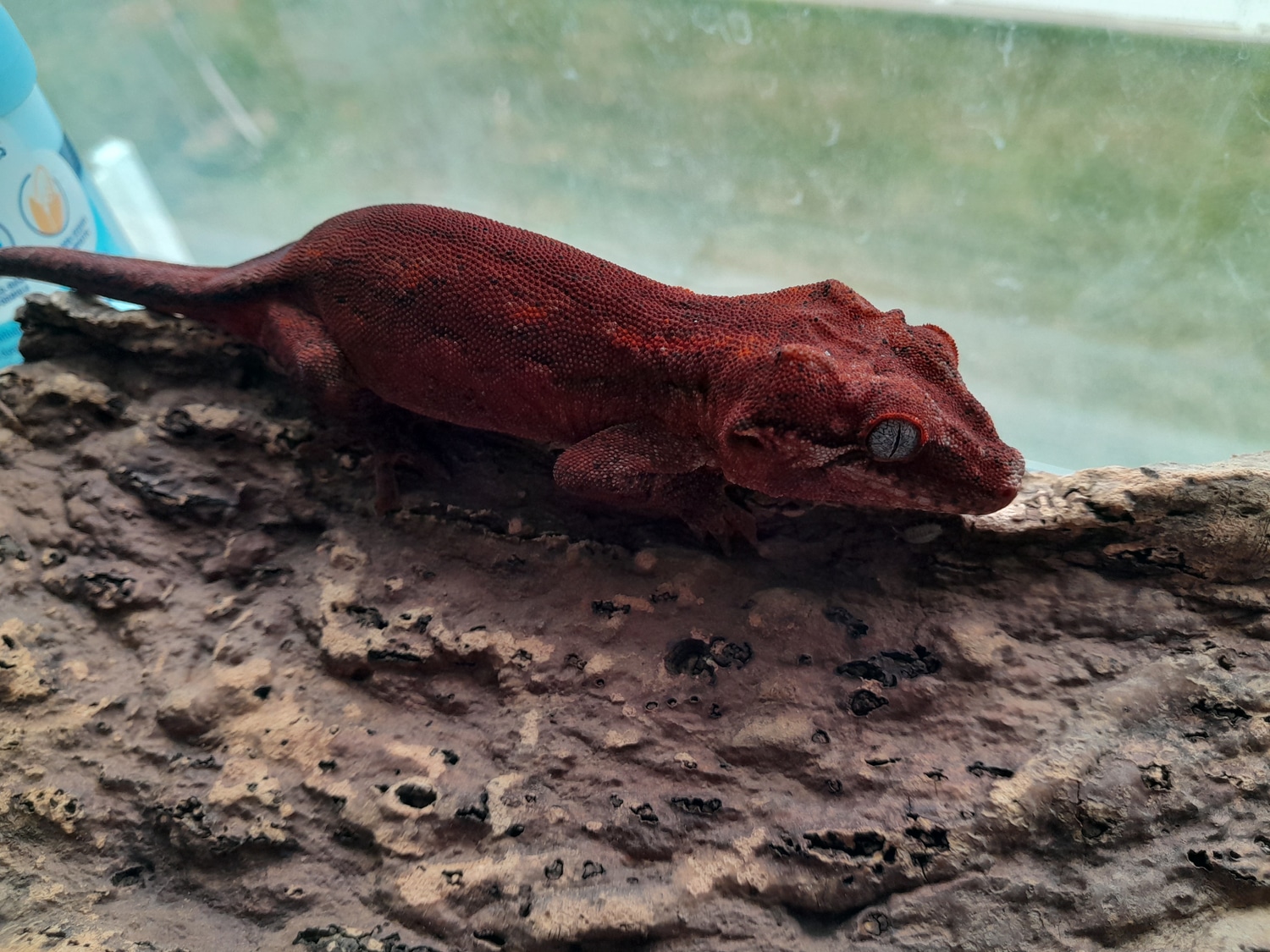 Red Base Gargoyle Gecko by Modern Dragons - MorphMarket
