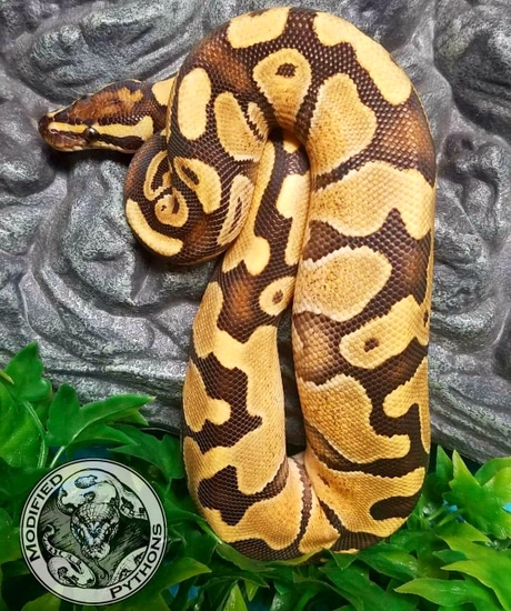 Enchi Het Ghost Ball Python by Modified Pythons LLC