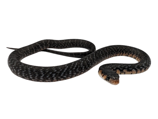 Guerrero Phase Drymarchon Rubidus #4 Cribo & Indigo Snakes by Indigo ...