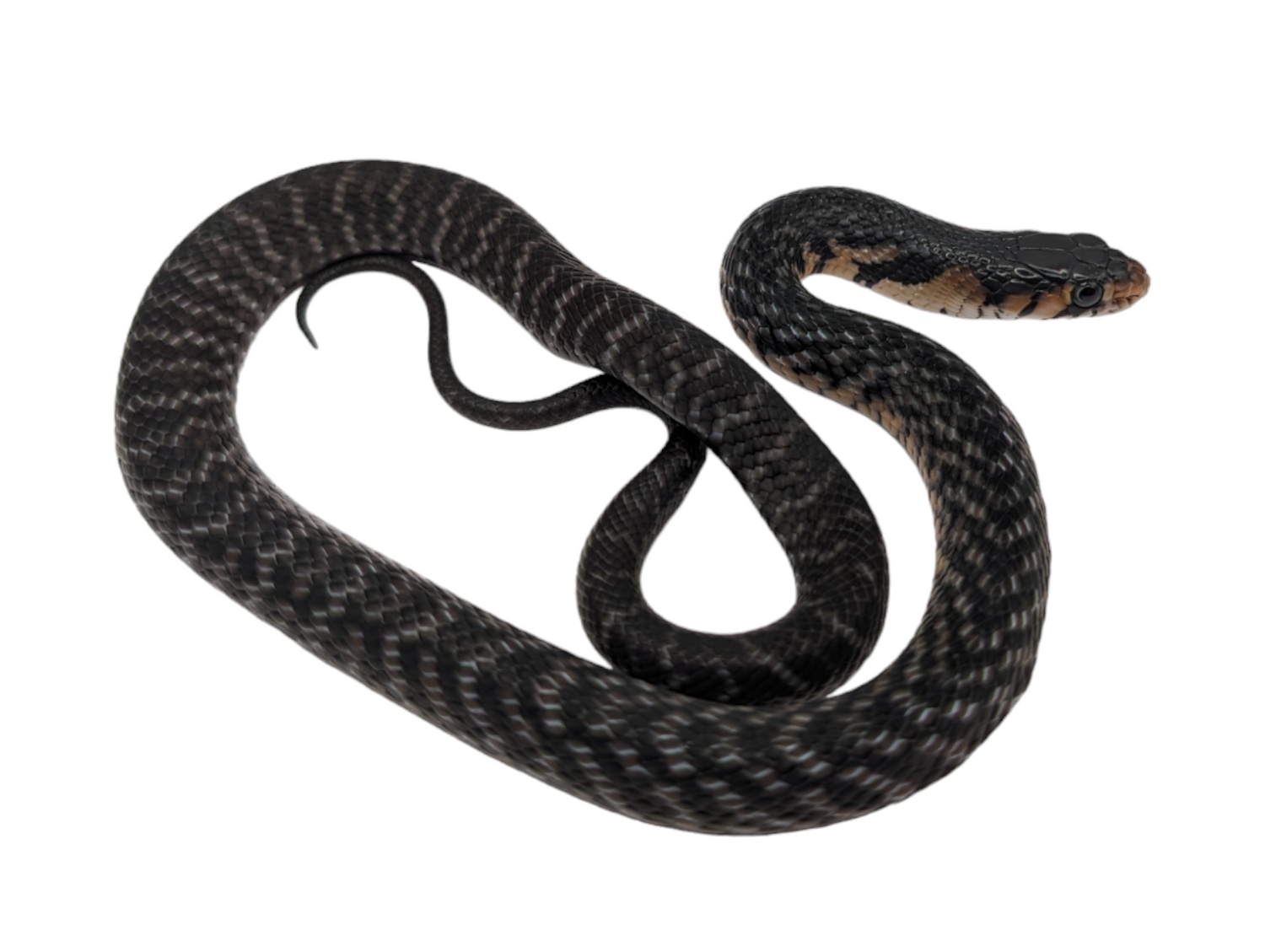 Guerrero Phase Drymarchon Rubidus #6 Cribo & Indigo Snakes by Indigo ...