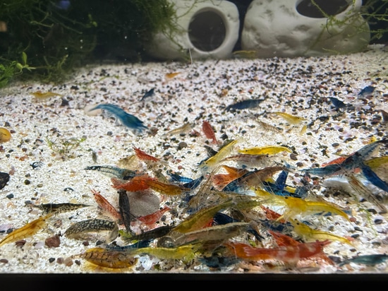Mixed Grade Neocaridina Shrimp Skittle Pack Qty 10 by Moe’s Aquatics