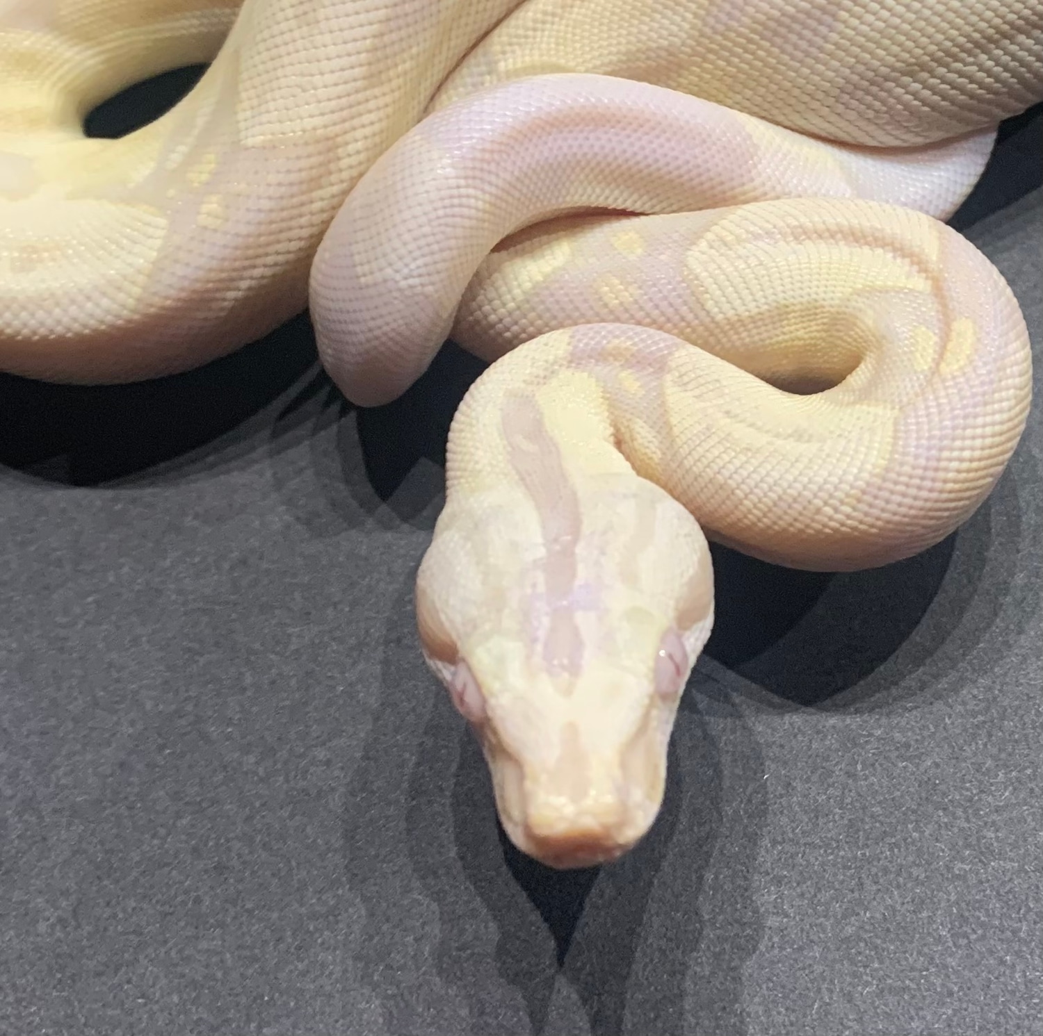 1.1 Moonglow Boa Constrictor by Moe’s Specialty Pets - MorphMarket