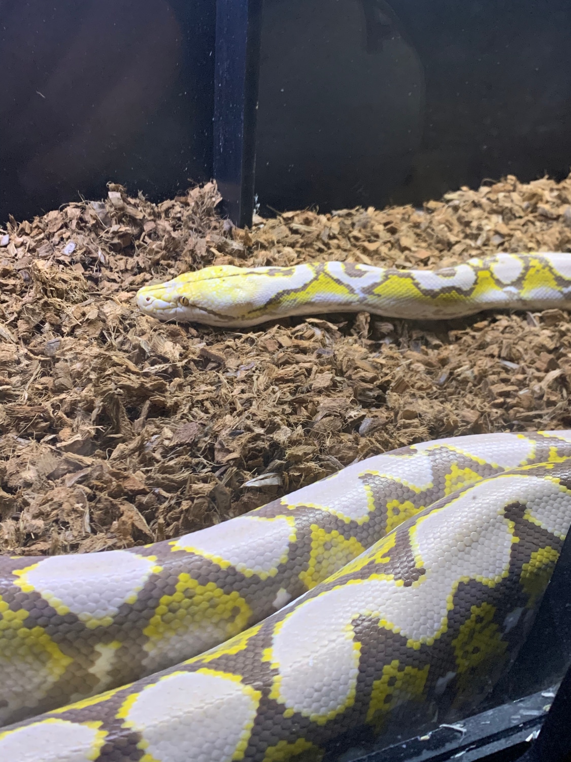 Orange Glow Reticulated Python by OG Boas - MorphMarket