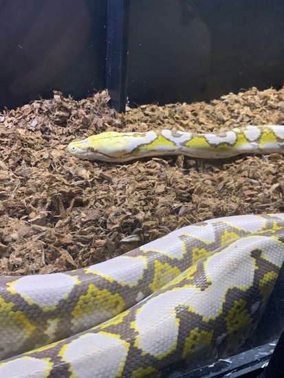 Orange Glow Reticulated Python by OG Boas