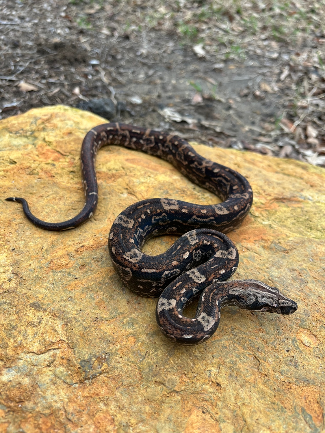 Hytec IMG Het Snow Boa Constrictor by OG Boas - MorphMarket