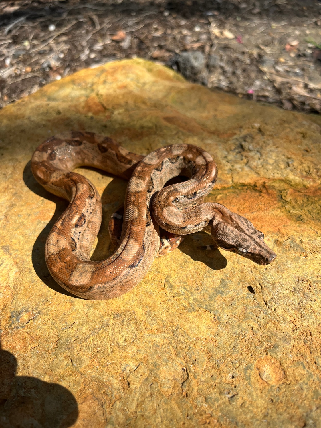 Hytec Het Snow Boa Constrictor by OG Boas - MorphMarket