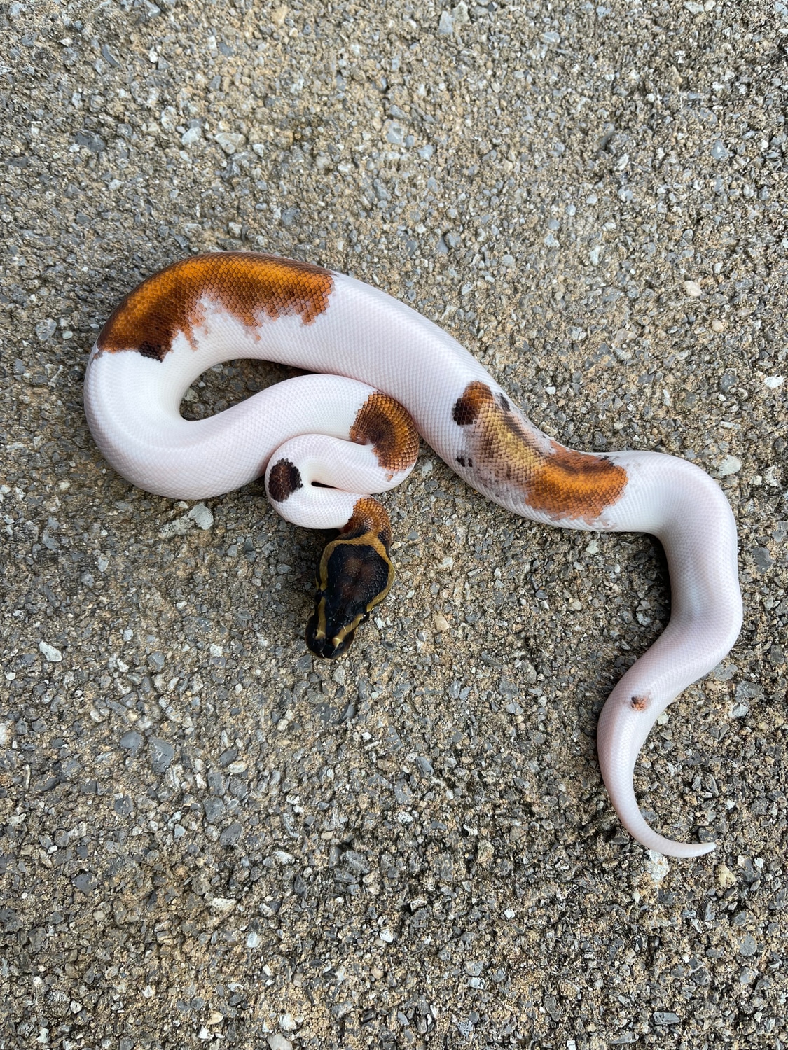Calico Pied Ball Python by Nirvana Reptiles - MorphMarket
