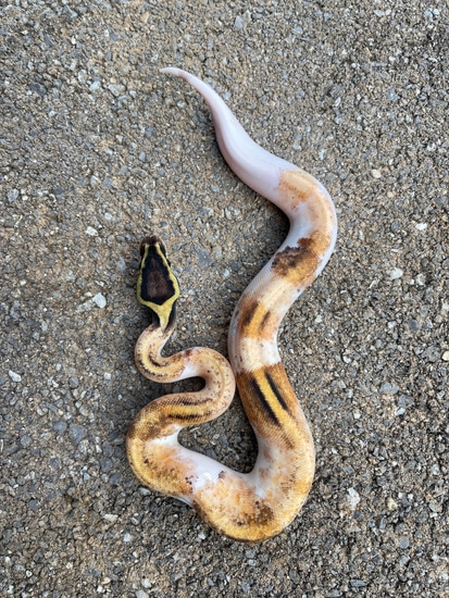 Pastel Calico Pied Ball Python by Nirvana Reptiles