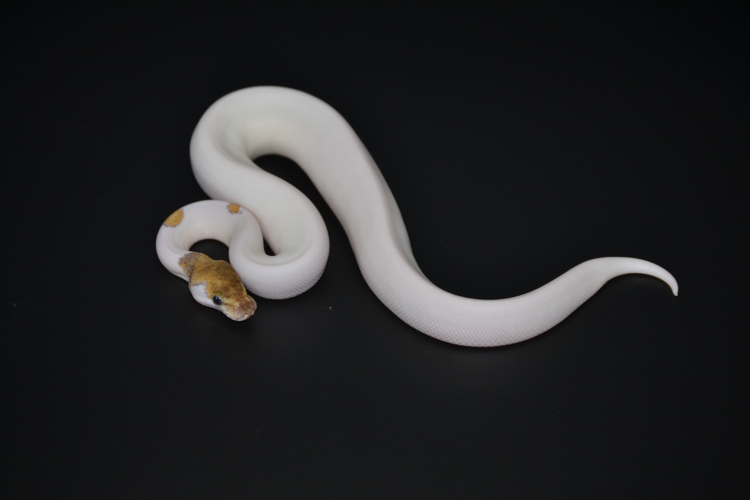 Calico Mojave Pied Ball Python by Nirvana Reptiles - MorphMarket