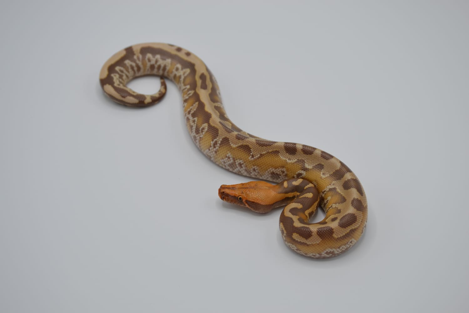 Caramel Albino SSTP Sumatran Short-tailed Python by Nirvana Reptiles ...