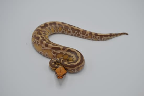 Caramel Albino SSTP Sumatran Short-Tailed Python by Nirvana Reptiles