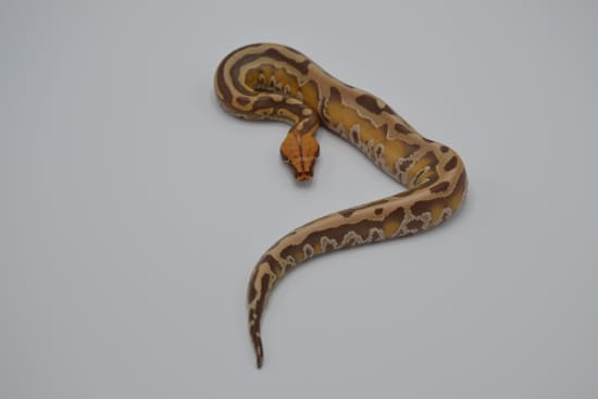 Caramel Albino SSTP Sumatran Short-Tailed Python by Nirvana Reptiles