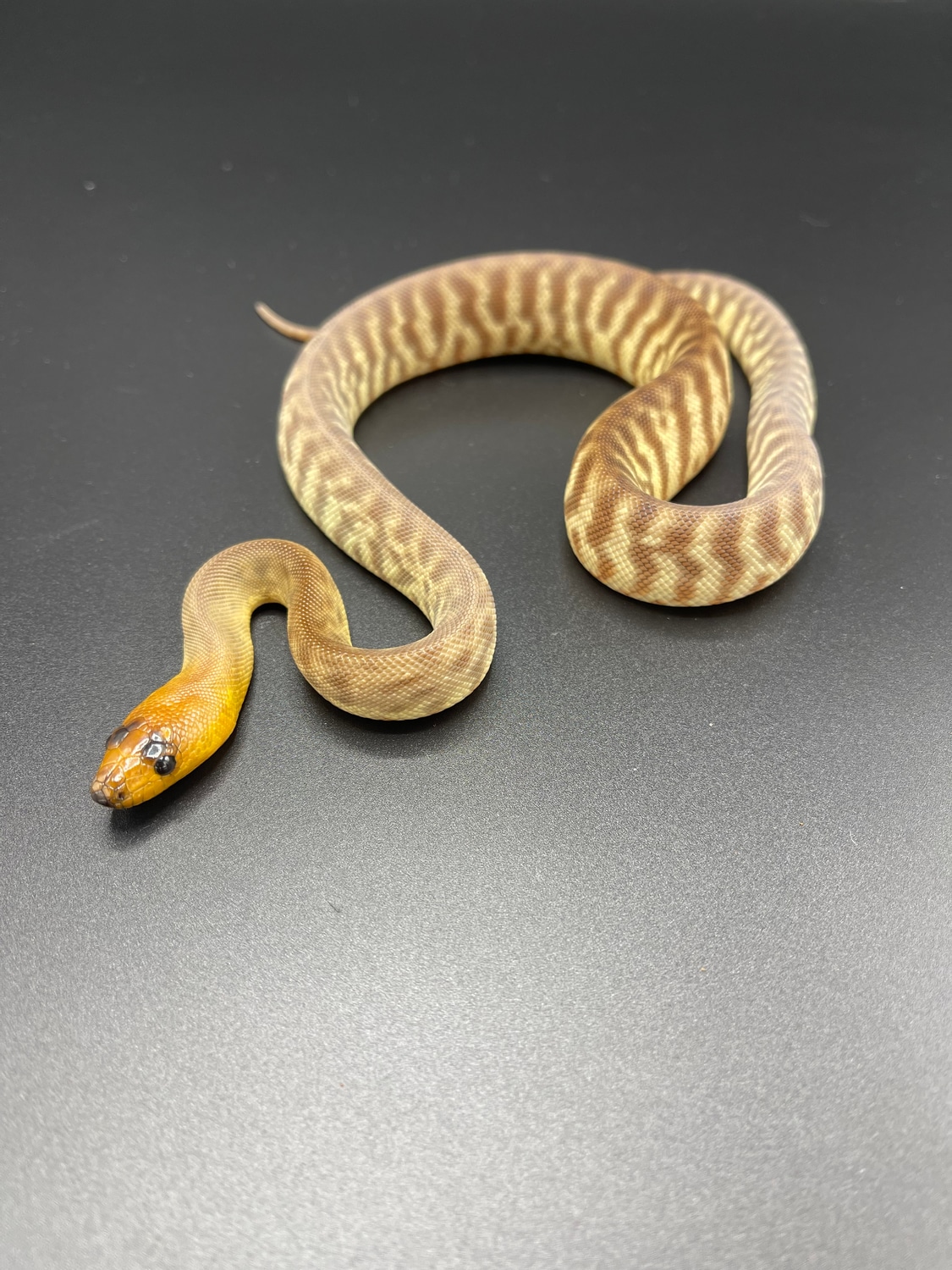 Woma Python by Nirvana Reptiles - MorphMarket