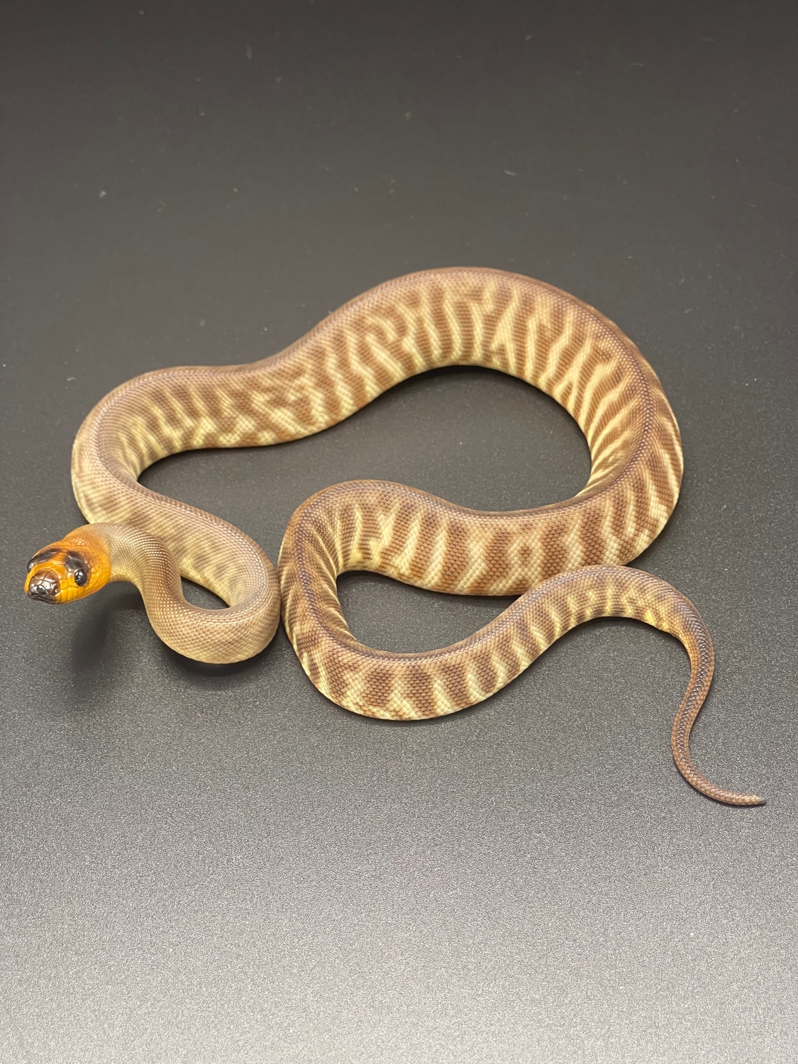 Woma Woma Python by Nirvana Reptiles - MorphMarket