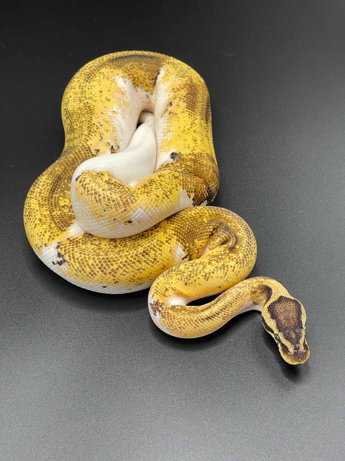 Pastel Calico Pied Ball Python by Nirvana Reptiles - MorphMarket