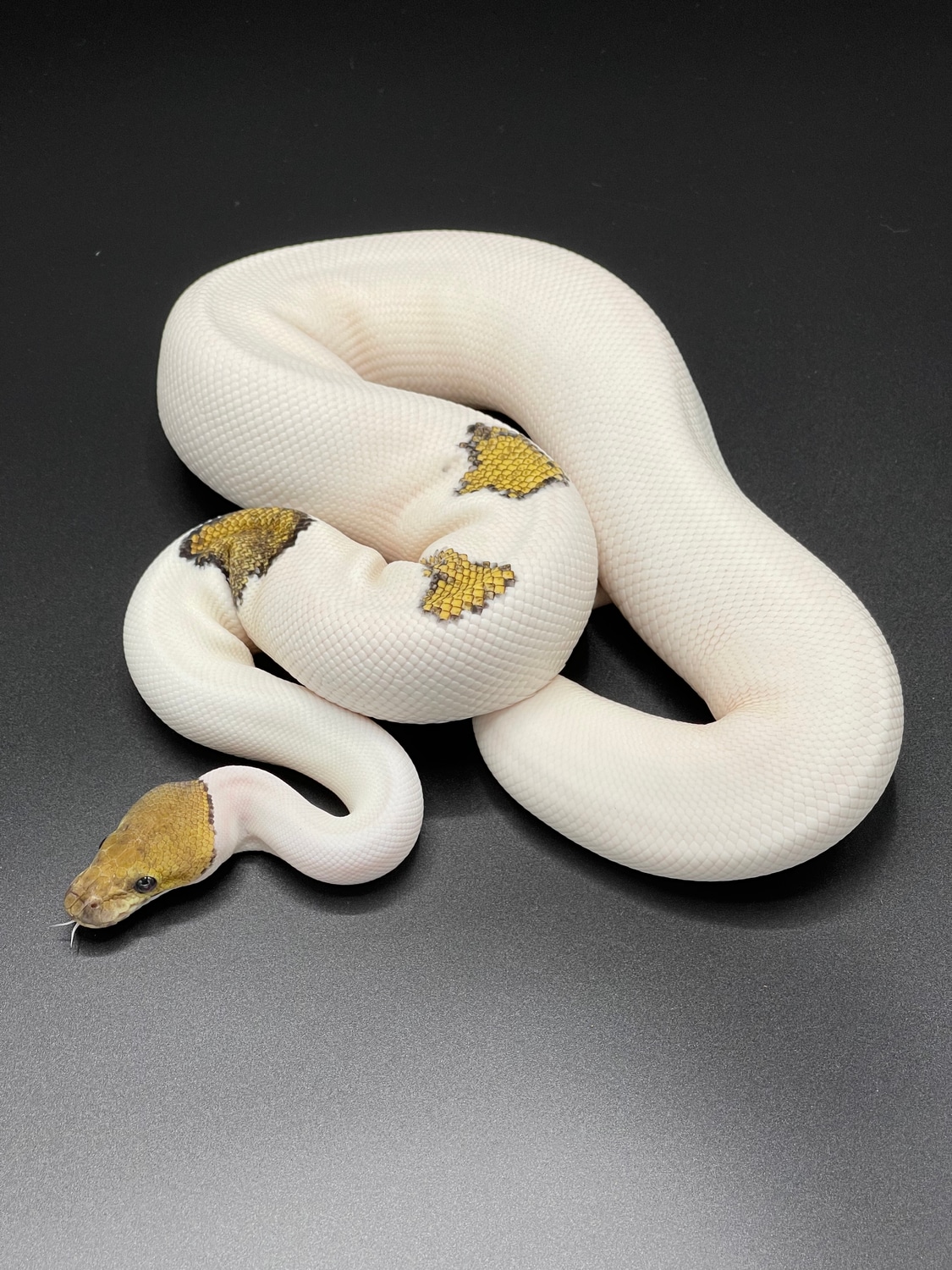 Mojave Calico Pied Ball Python by Nirvana Reptiles - MorphMarket