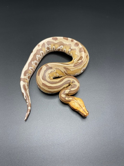 Caramel Albino Sumatran Short-Tailed Python by Nirvana Reptiles