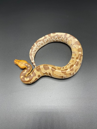 Caramel Albino Sumatran Short-Tailed Python by Nirvana Reptiles