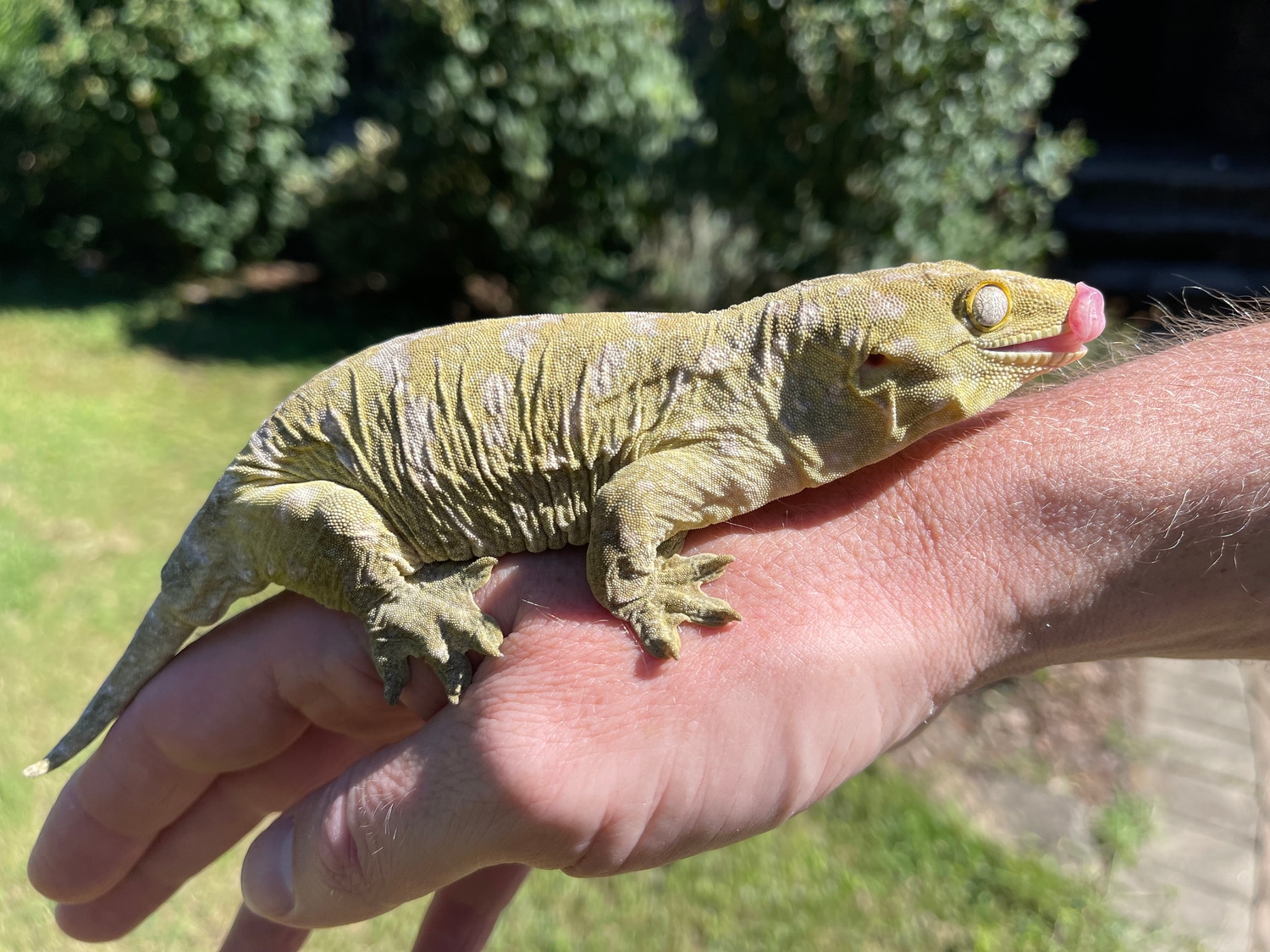 Pine Island Female Leachianus Gecko by Nirvana Reptiles - MorphMarket