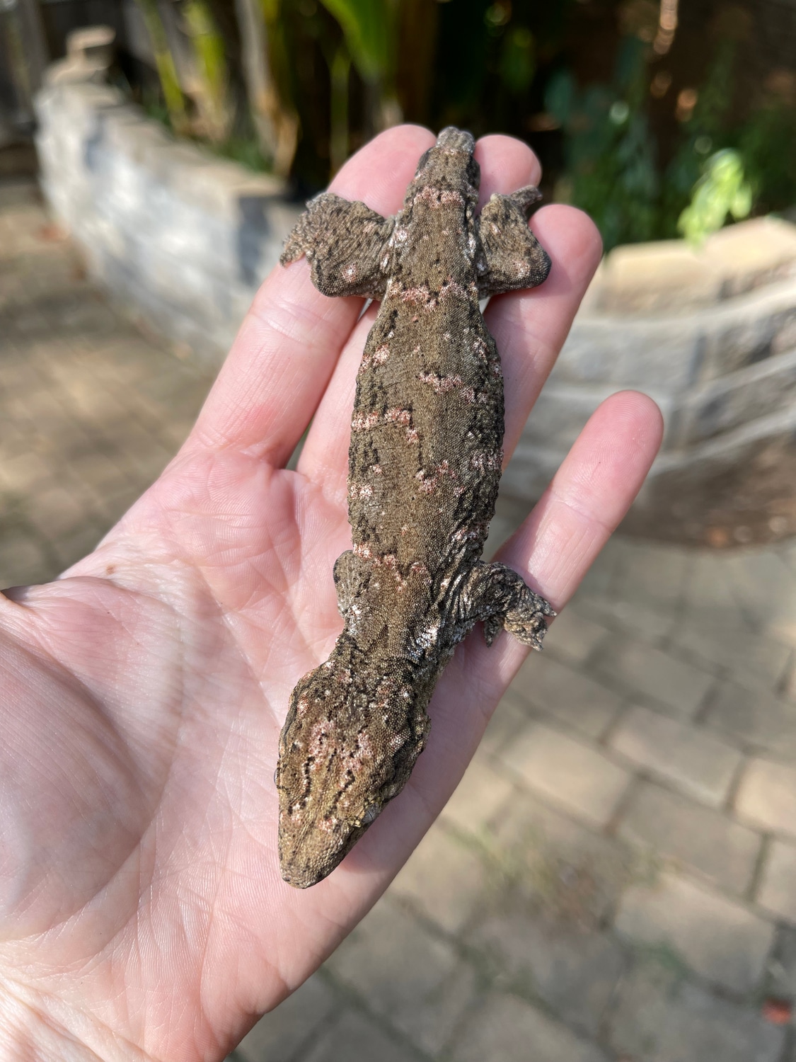 Pine Island Leachianus Gecko by Nirvana Reptiles - MorphMarket