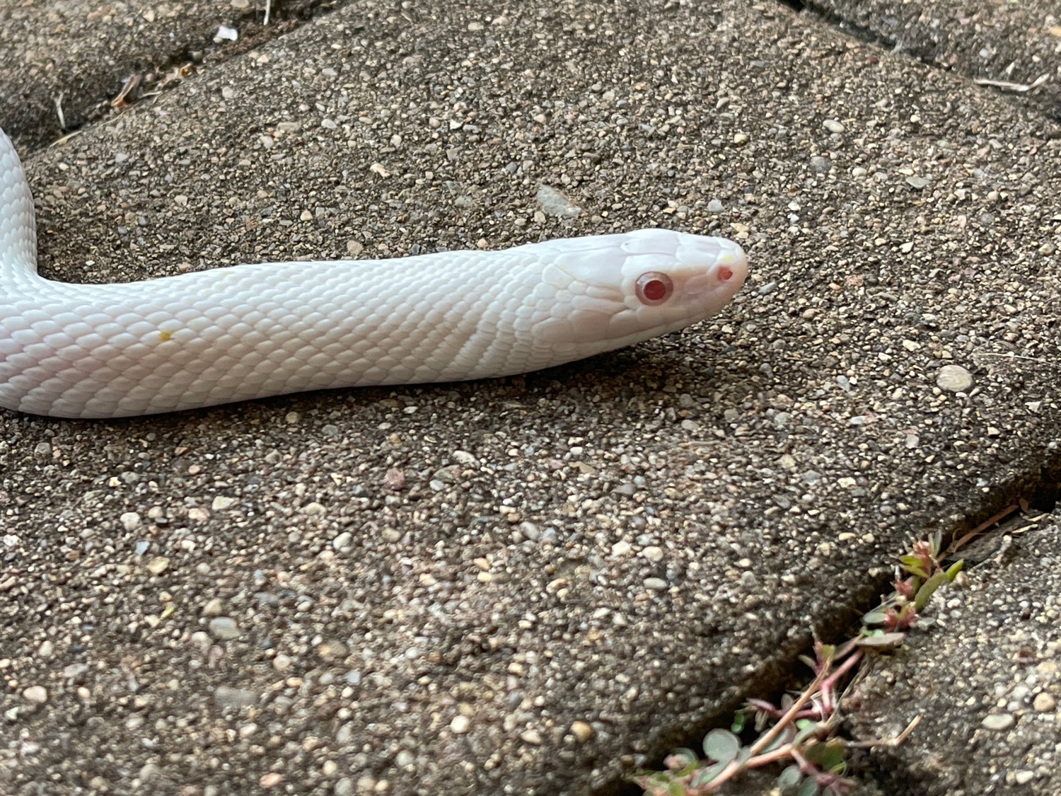 Blizzard Palmetto Corn Snake by Nirvana Reptiles - MorphMarket