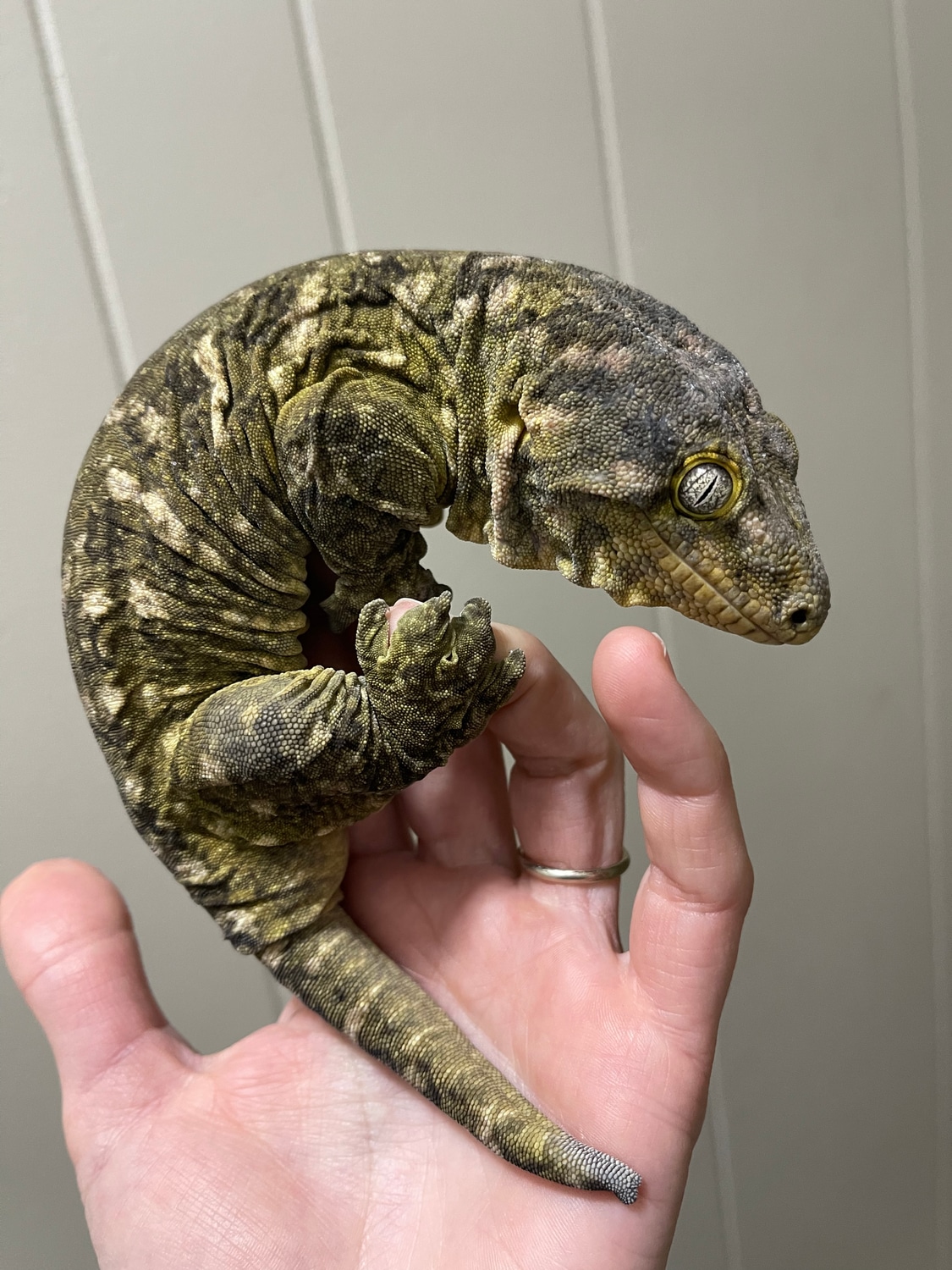 Pine Island Male Leachianus Gecko by Nirvana Reptiles - MorphMarket