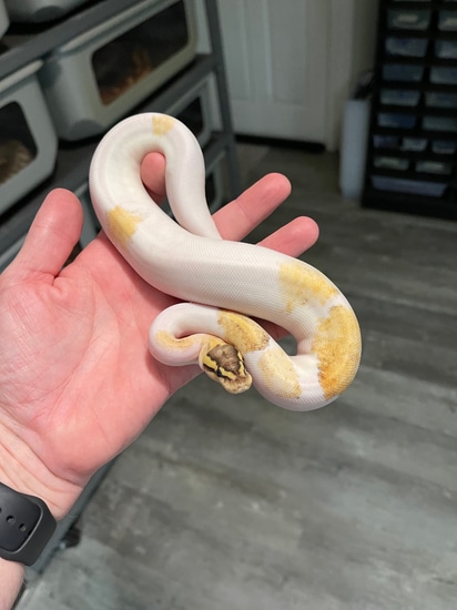 Firefly Calico Pied Ball Python by Nirvana Reptiles