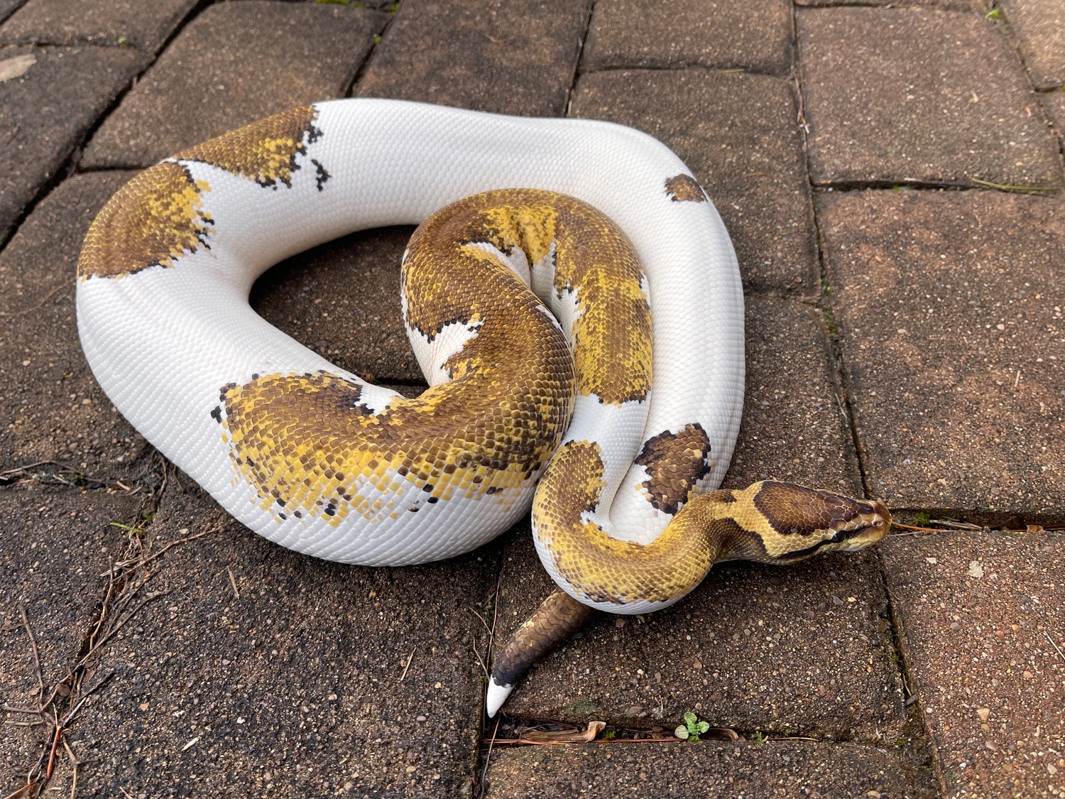 Pastel Calico Pied Ball Python by Nirvana Reptiles - MorphMarket