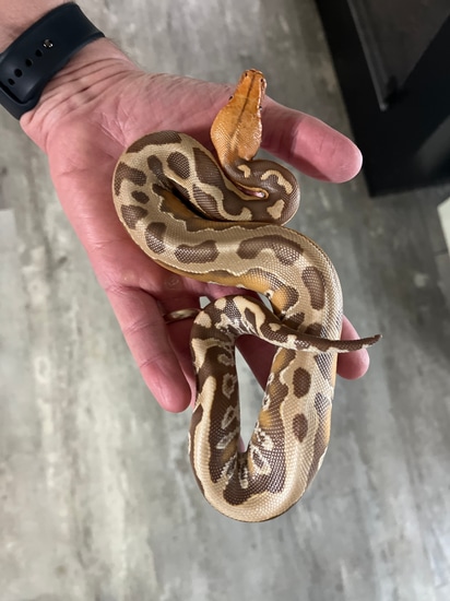 Caramel Albino Sumatran Short-Tailed Python by Nirvana Reptiles
