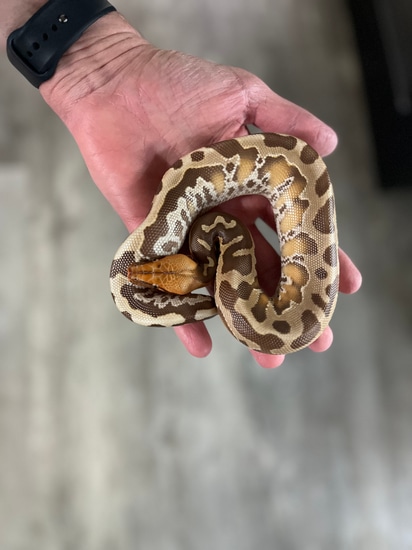 Caramel Albino Sumatran Short-Tailed Python by Nirvana Reptiles