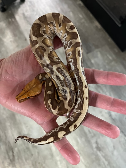 Caramel Albino Sumatran Short-Tailed Python by Nirvana Reptiles