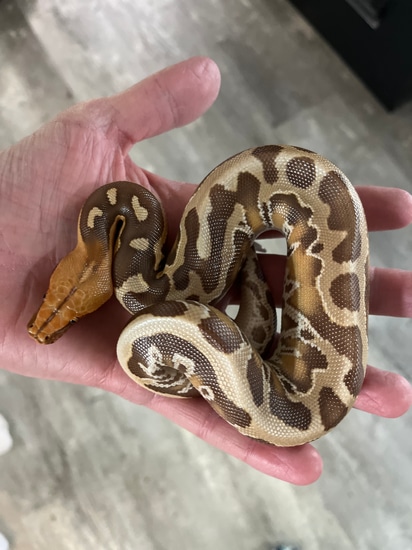 Caramel Albino Sumatran Short-Tailed Python by Nirvana Reptiles